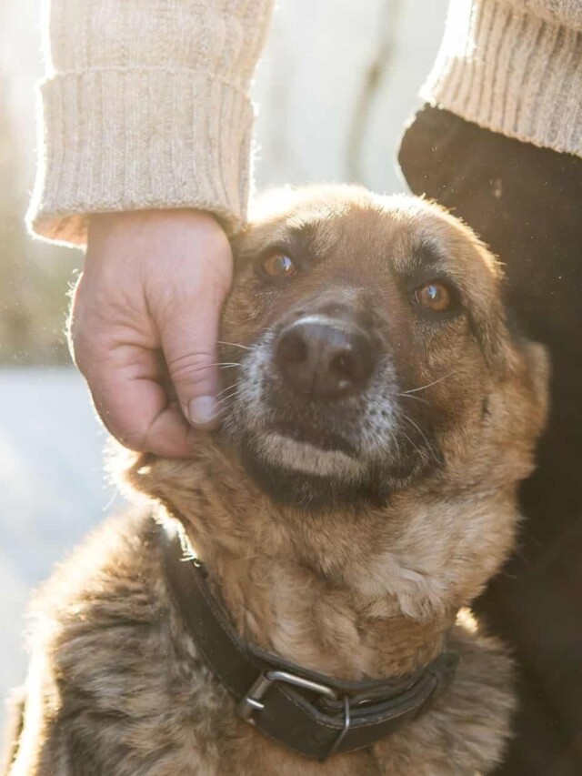 What Rescue Dogs Are Going Through after Adoption | PawLeaks