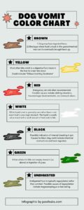 Dog Vomit Color Guide – Everything You Need to Know | PawLeaks