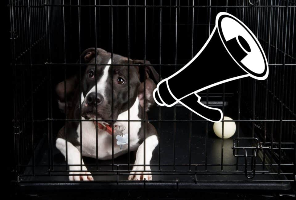 Why Does My Dog Huff at Me? 10 Surprising Reasons | PawLeaks