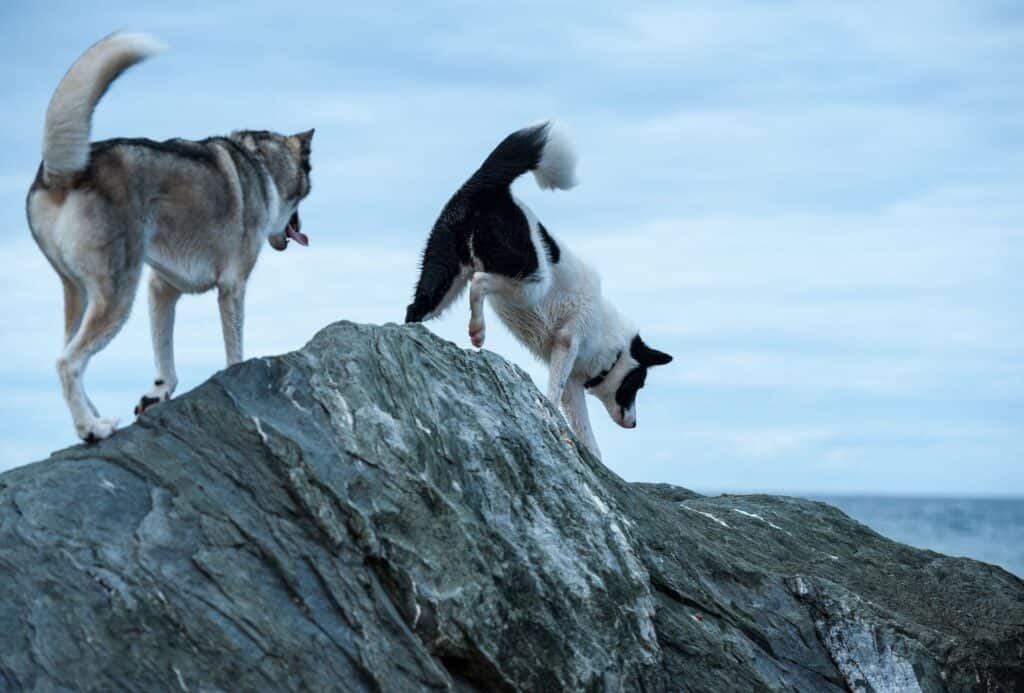 How To Build Dog Muscle - 5 BEST Ways To Bulk Up Dogs Naturally | PawLeaks