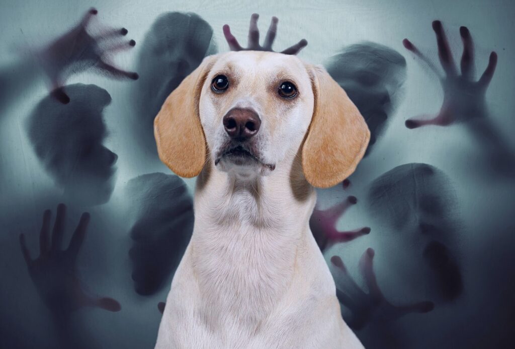 Help! Why is My Dog Acting Paranoid All of a Sudden? | PawLeaks