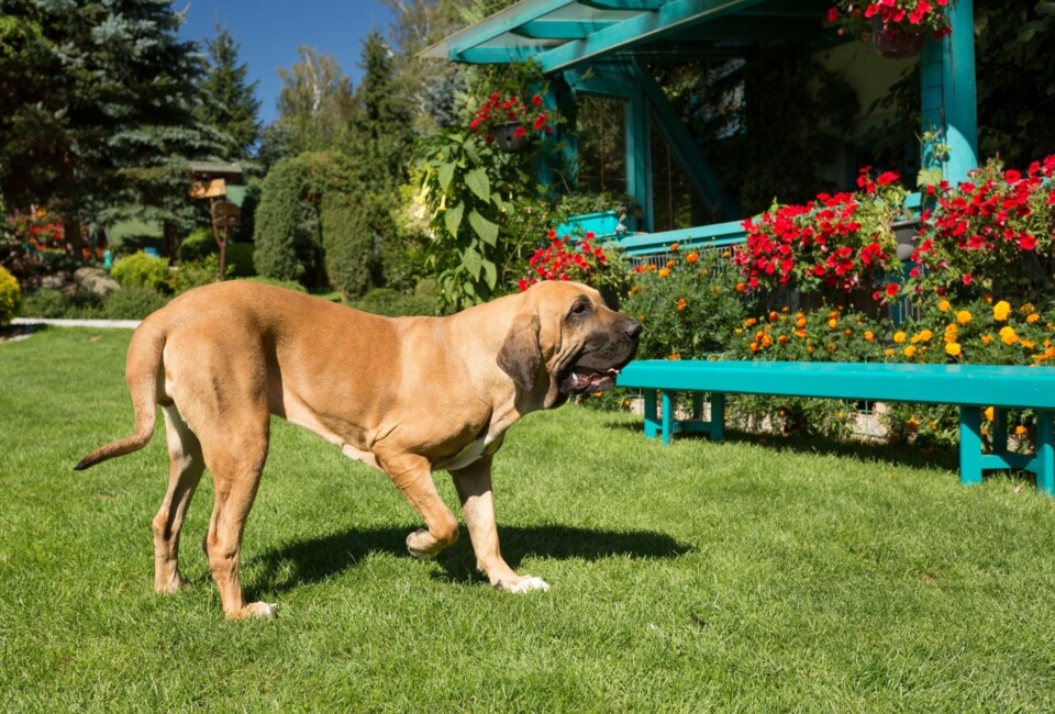 22 Mastiff Breeds That Will Steal Your Heart (and Couch) | PawLeaks
