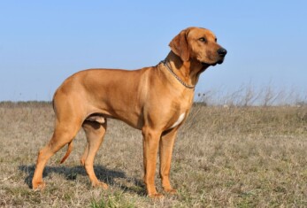 Rhodesian Ridgeback Growth Chart – Weight & Size By Age | PawLeaks
