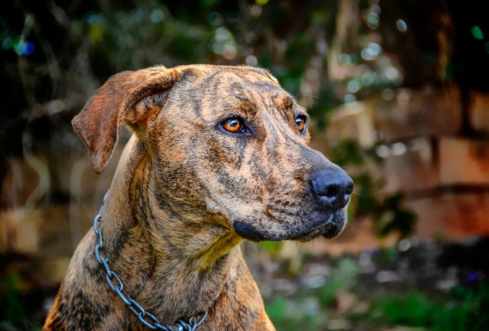 Bear Hunting Dogs – 9 Dog Breeds to Keep Bears at Bay | PawLeaks