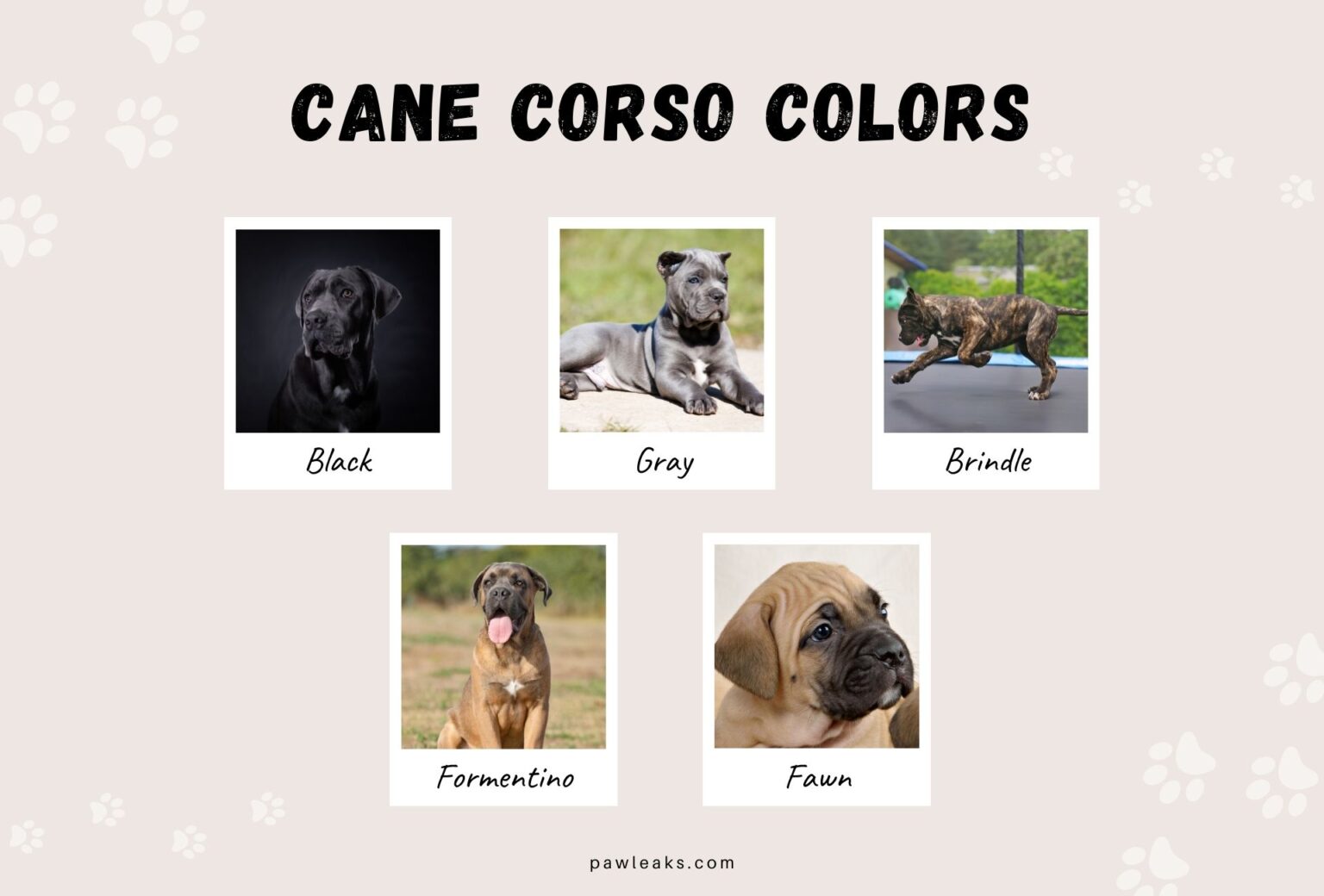 Cane Corso Colors - Blue Cane Corso Myth Busted | PawLeaks
