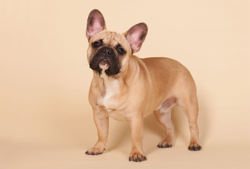 French Bulldog Colors – All Frenchie Colors Explained | PawLeaks