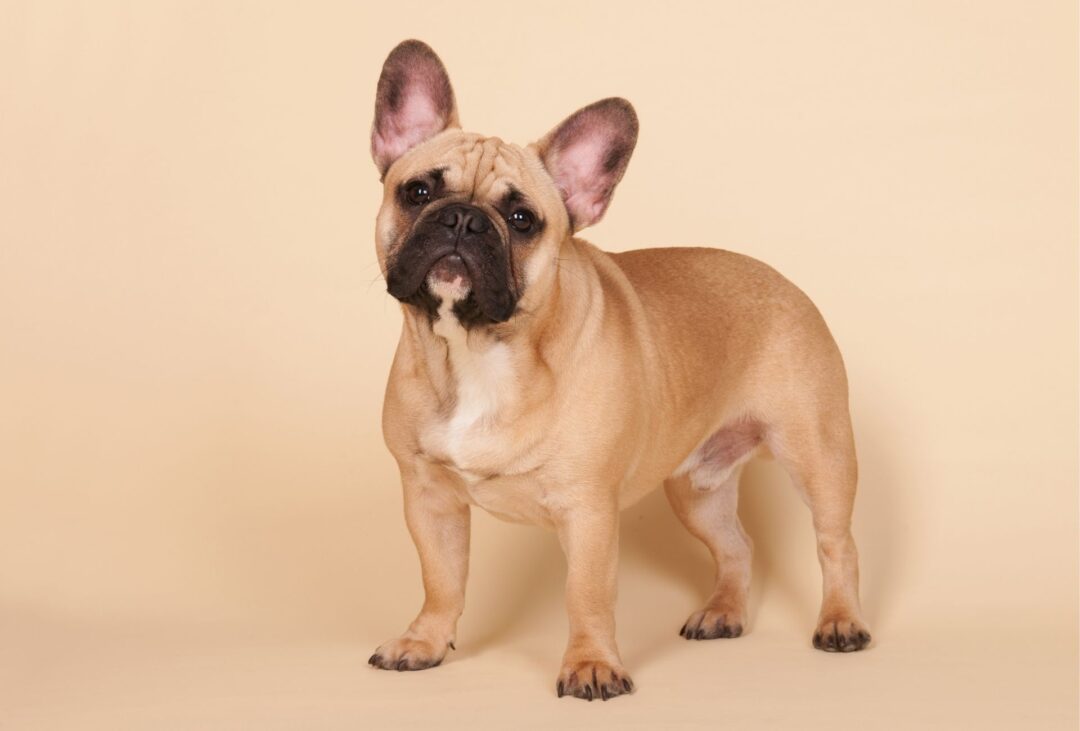 French Bulldog Colors – All Frenchie Colors Explained | PawLeaks