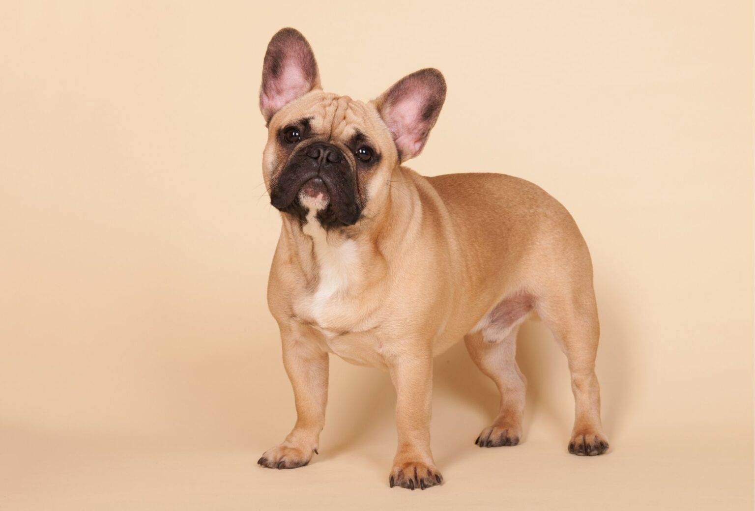French Bulldog Colors – All Frenchie Colors Explained | PawLeaks