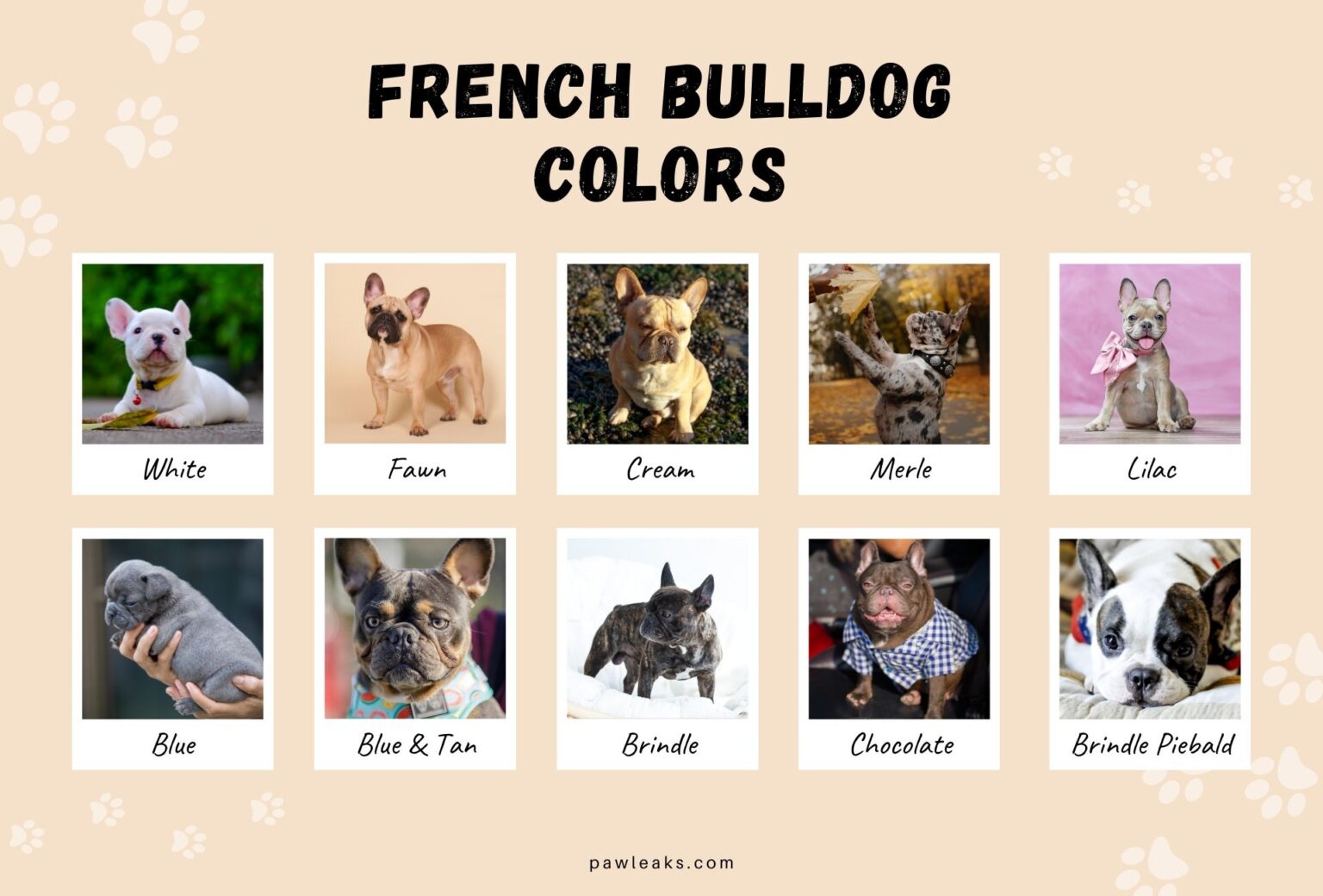 French Bulldog Colors – All Frenchie Colors Explained | PawLeaks