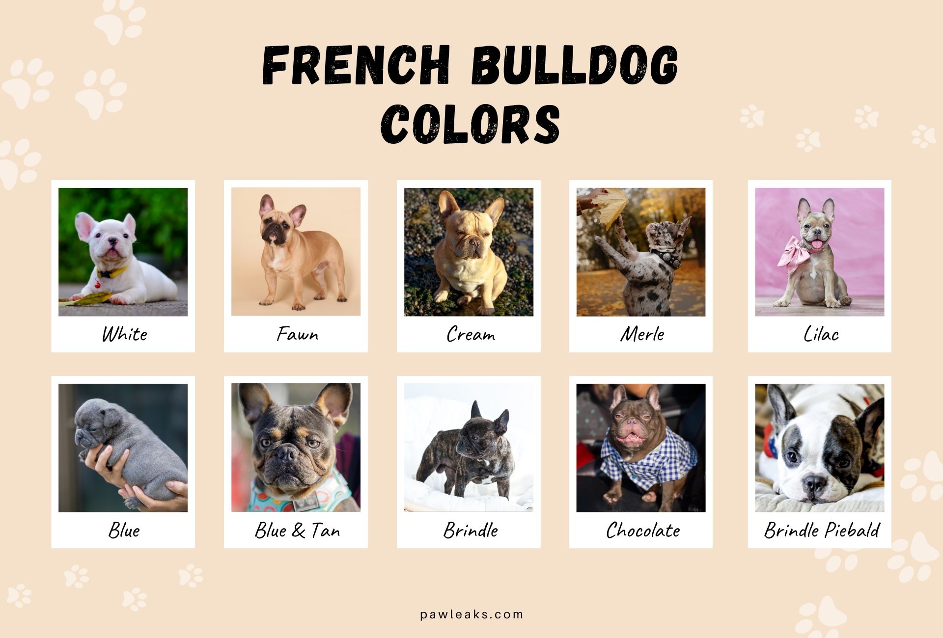 French Bulldog Colors All Frenchie Colors Explained PawLeaks French Bulldog Colors All Frenchie Colors Explained PawLeaks