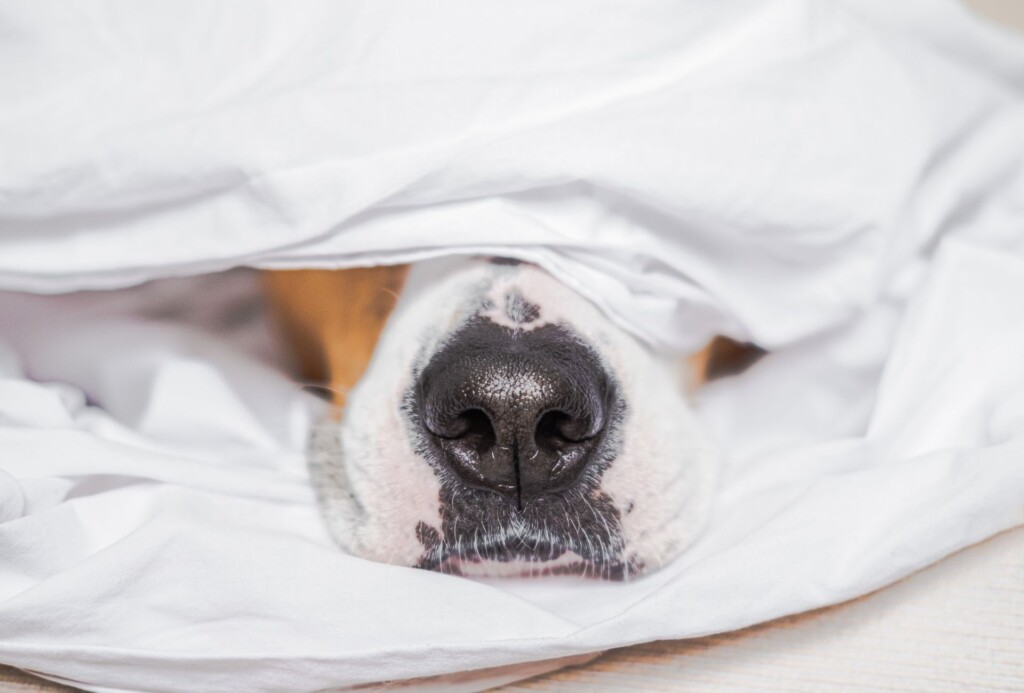 10 Types of Unhealthy Dog Noses and What They Mean | PawLeaks