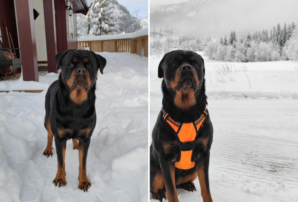 Fat Rottweiler or Big Rottie? Spot The Difference! | PawLeaks