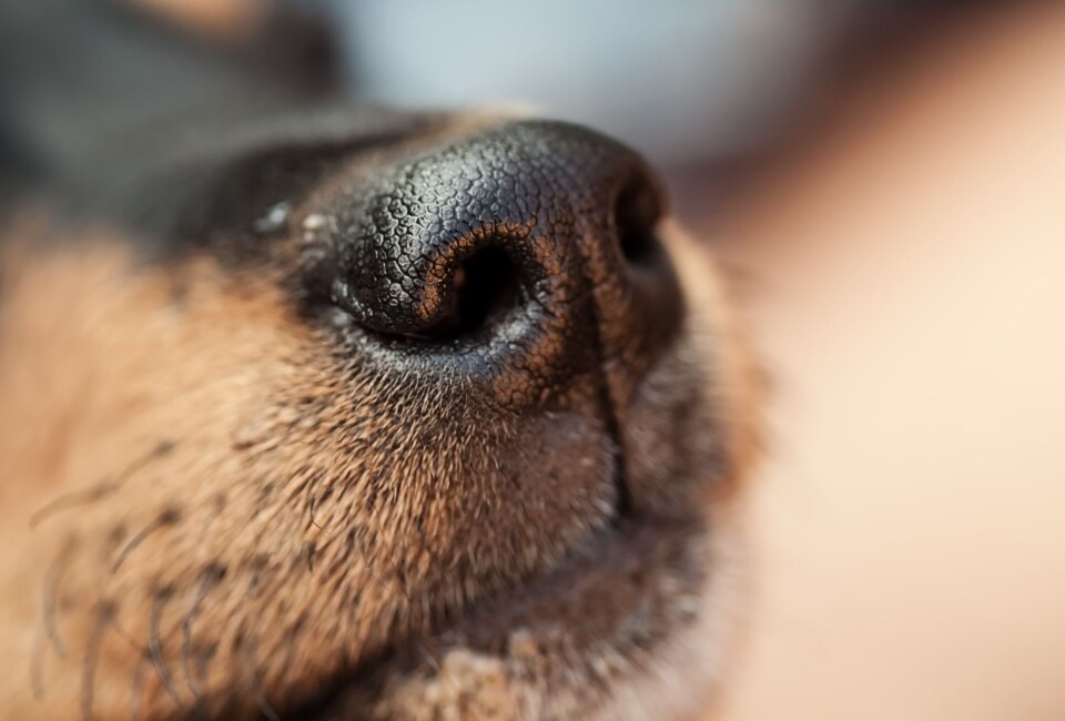 Should a Dog's Nose Be Cold? Myth Busted | PawLeaks
