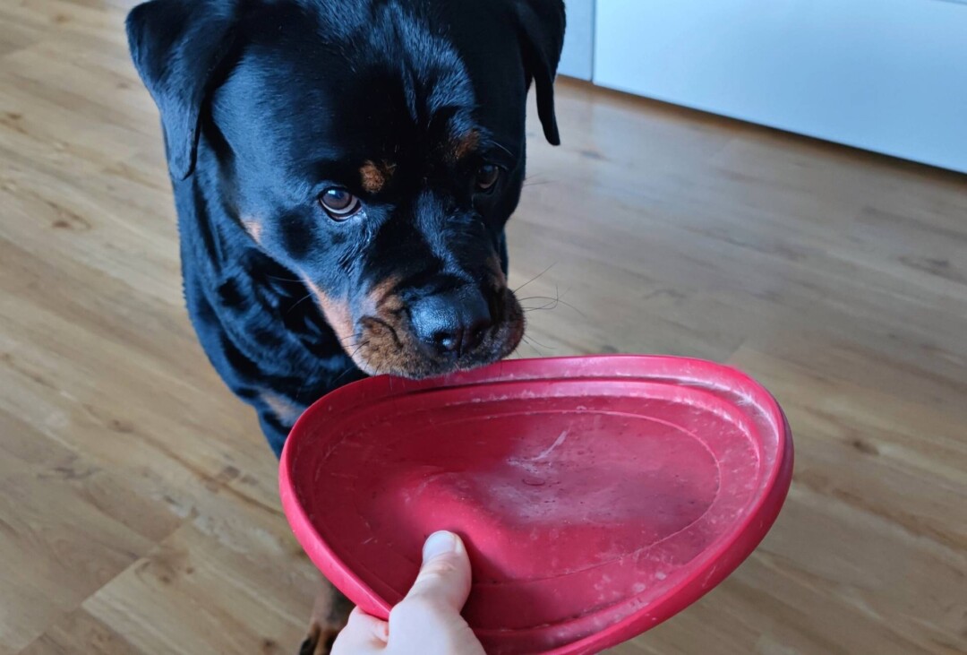 Dog Growls When Playing Tug of War: Good or Bad? | PawLeaks