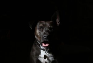 220+ Gothic Dog Names for Dark Pups | PawLeaks