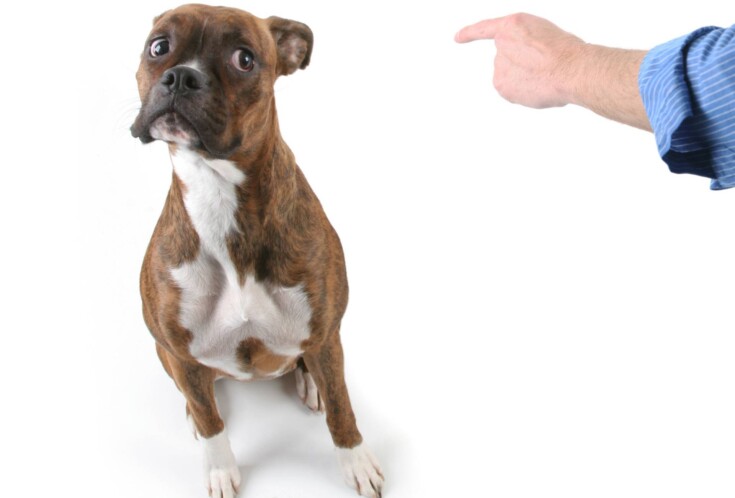 My Dog Hates Me: 14 Signs Say Your Dog Doesn't Hate You | PawLeaks