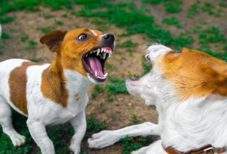 How To Discipline Dogs After Fighting | PawLeaks