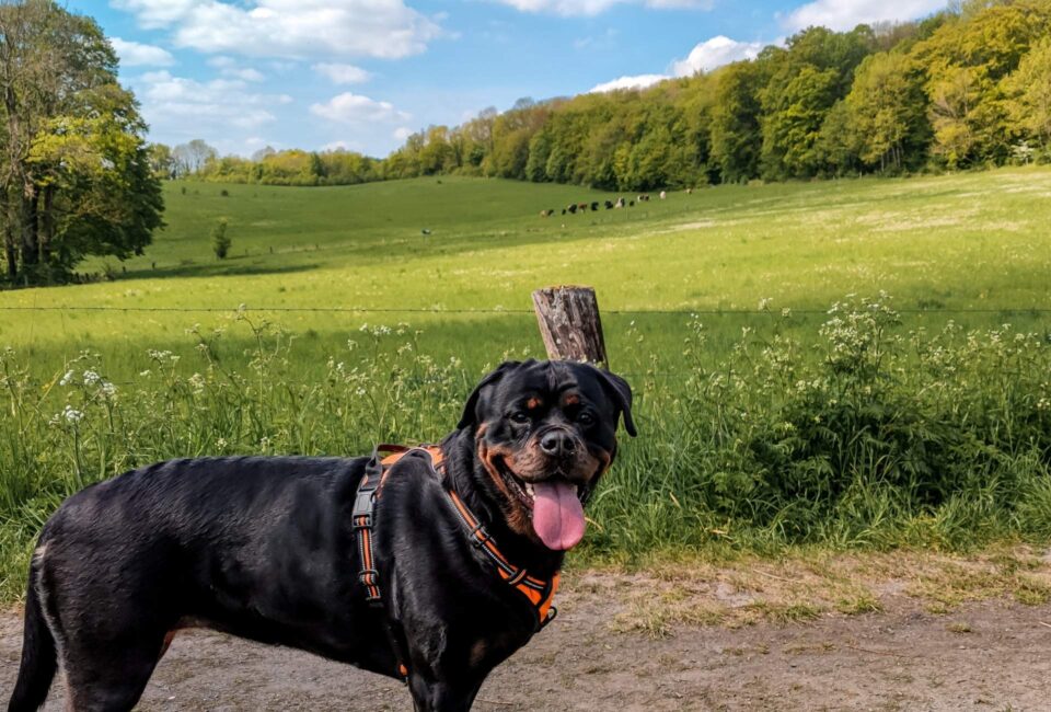 Fat Rottweiler or Big Rottie? Spot The Difference! | PawLeaks
