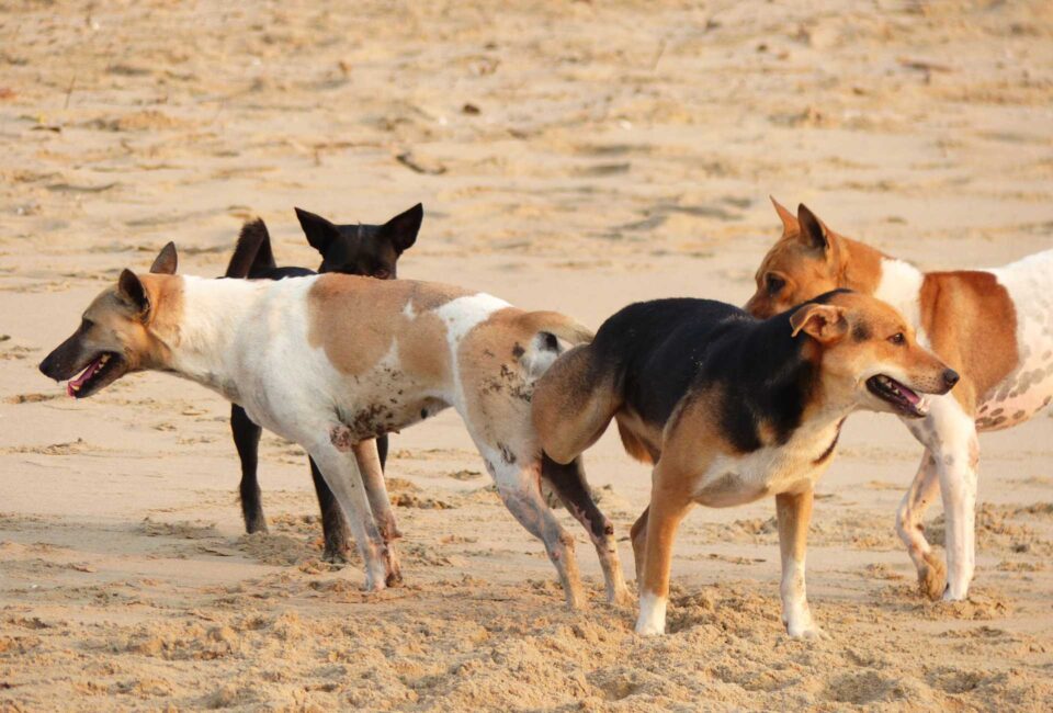 Dog Mounting But No Tie + Signs a Male Dog Wants To Mate | PawLeaks