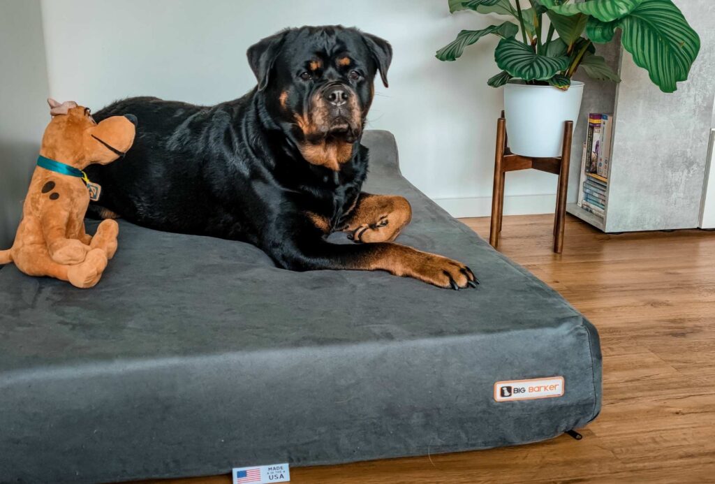 Big Barker Dog Bed Review: 4+ Years of Daily Use | PawLeaks