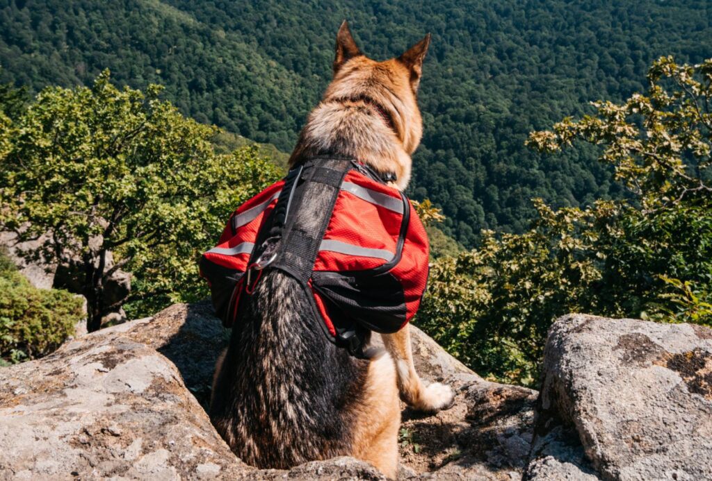 How Much Weight Can a Dog Carry? 9 Tips! | PawLeaks