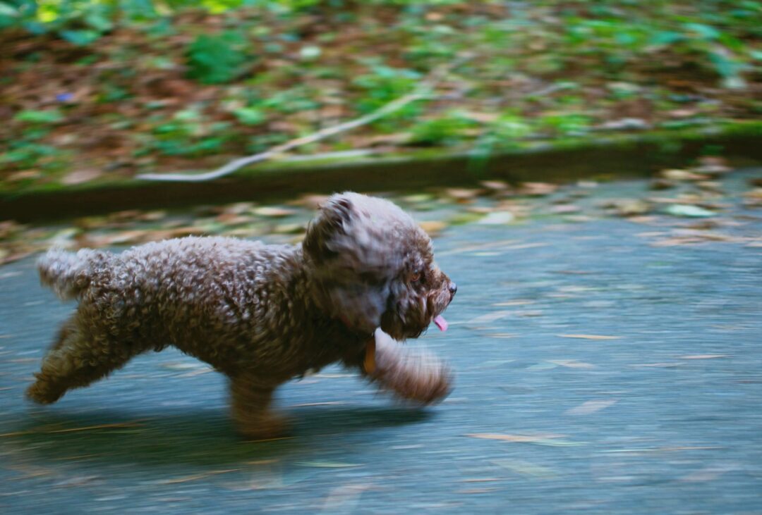 10 Reasons Why Dogs Run Around Erratically (not Zoomies) | PawLeaks