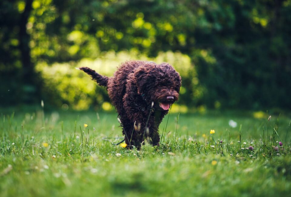 10 Reasons Why Dogs Run Around Erratically (not Zoomies) | PawLeaks