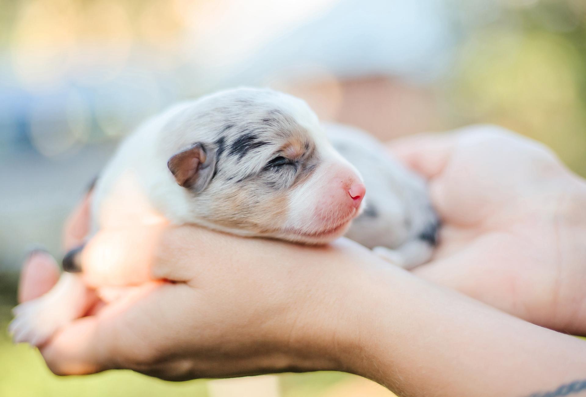 Newborn Puppy: What Are The First 24 Hours Like? | PawLeaks