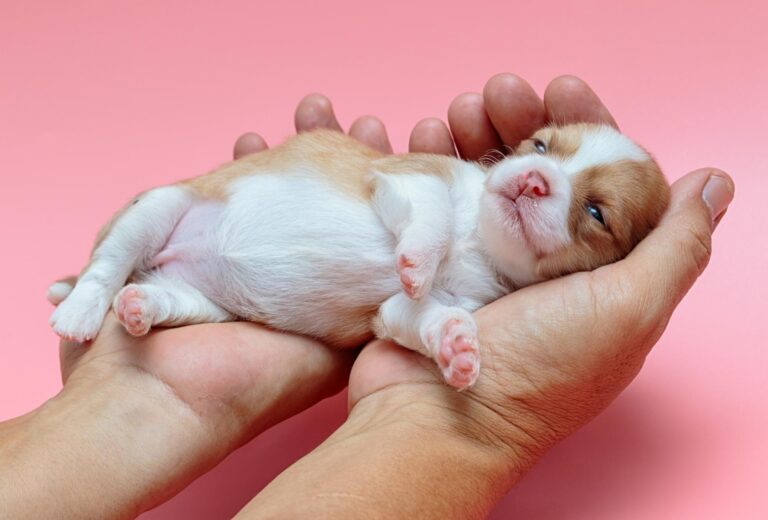 Newborn Puppy: What Are The First 24 Hours Like? | PawLeaks
